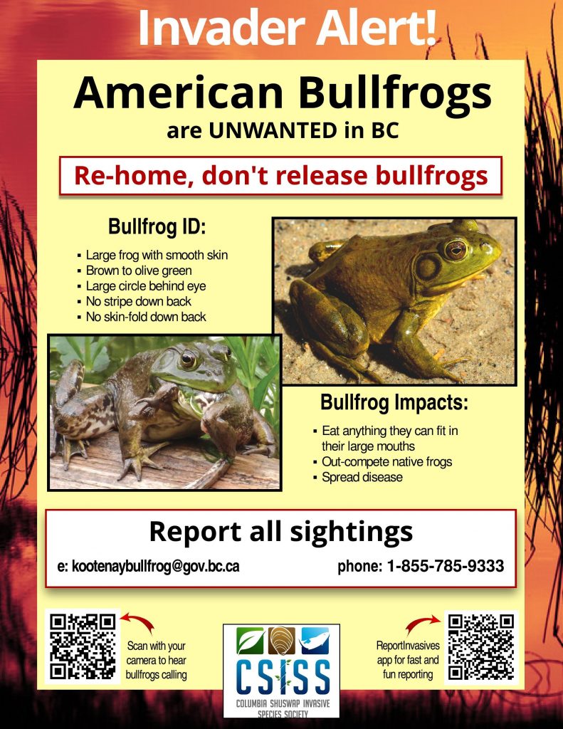 CSISS Asks Bullfrog Pet Owners to Never Set Them Loose In Columbia ...