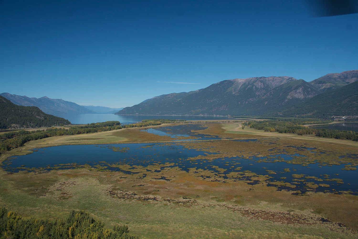 Improving Health and Biodiversity in Local Ecosystems - Revelstoke Current