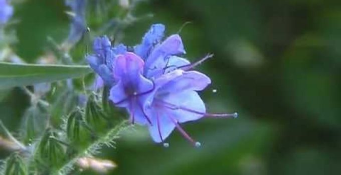 Learn to Identify Key Invasive Plants in Your Area - Revelstoke Current