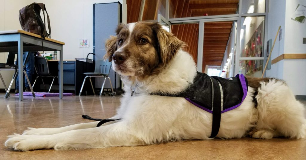 Easing the Angst - Cova Helps Begbie View Elementary Students ...