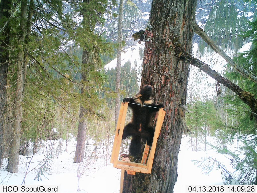 Chasing a Trace — Wolverine film coming to Revelstoke - Revelstoke Current