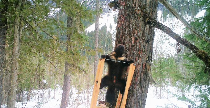 Chasing a Trace — Wolverine film coming to Revelstoke - Revelstoke Current